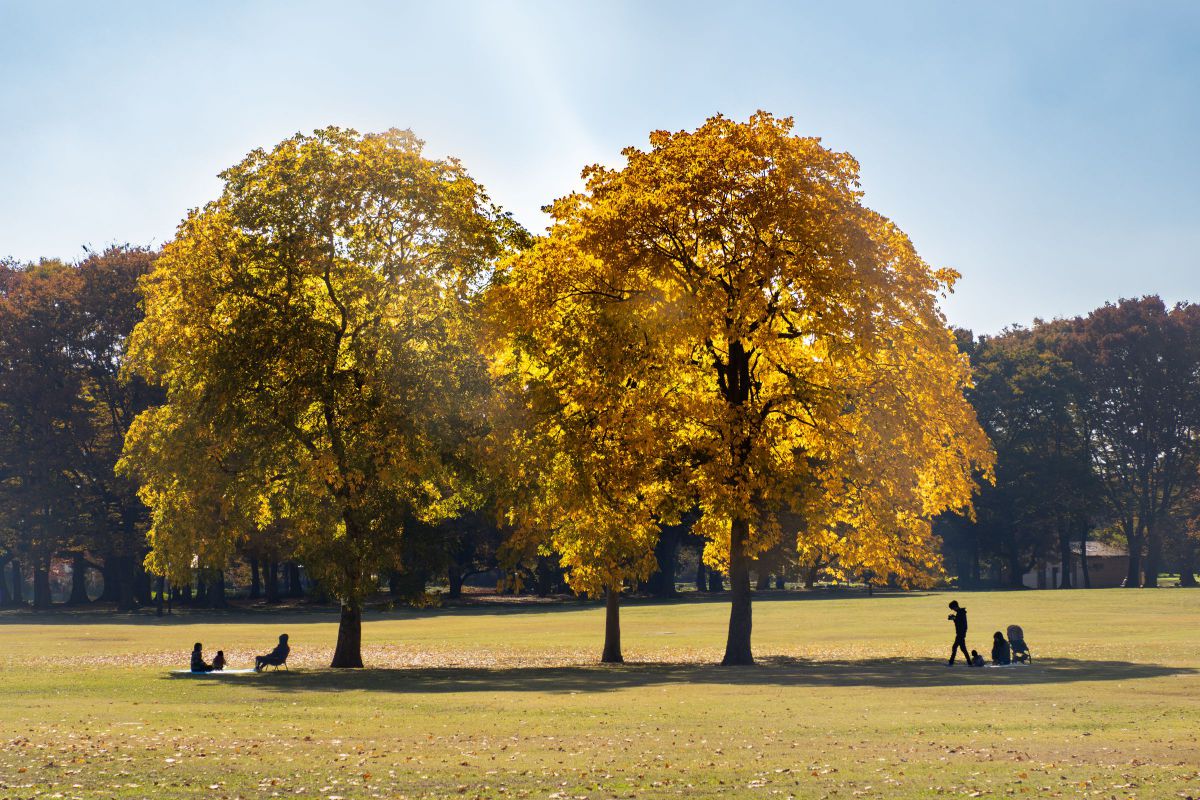 Family Trees. | GANREF