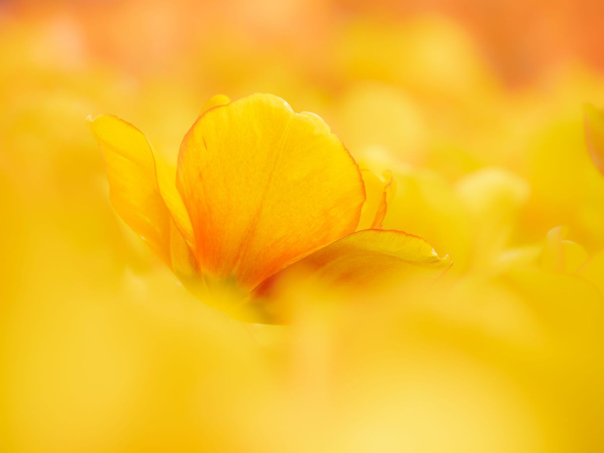 Smile Again. | GANREF