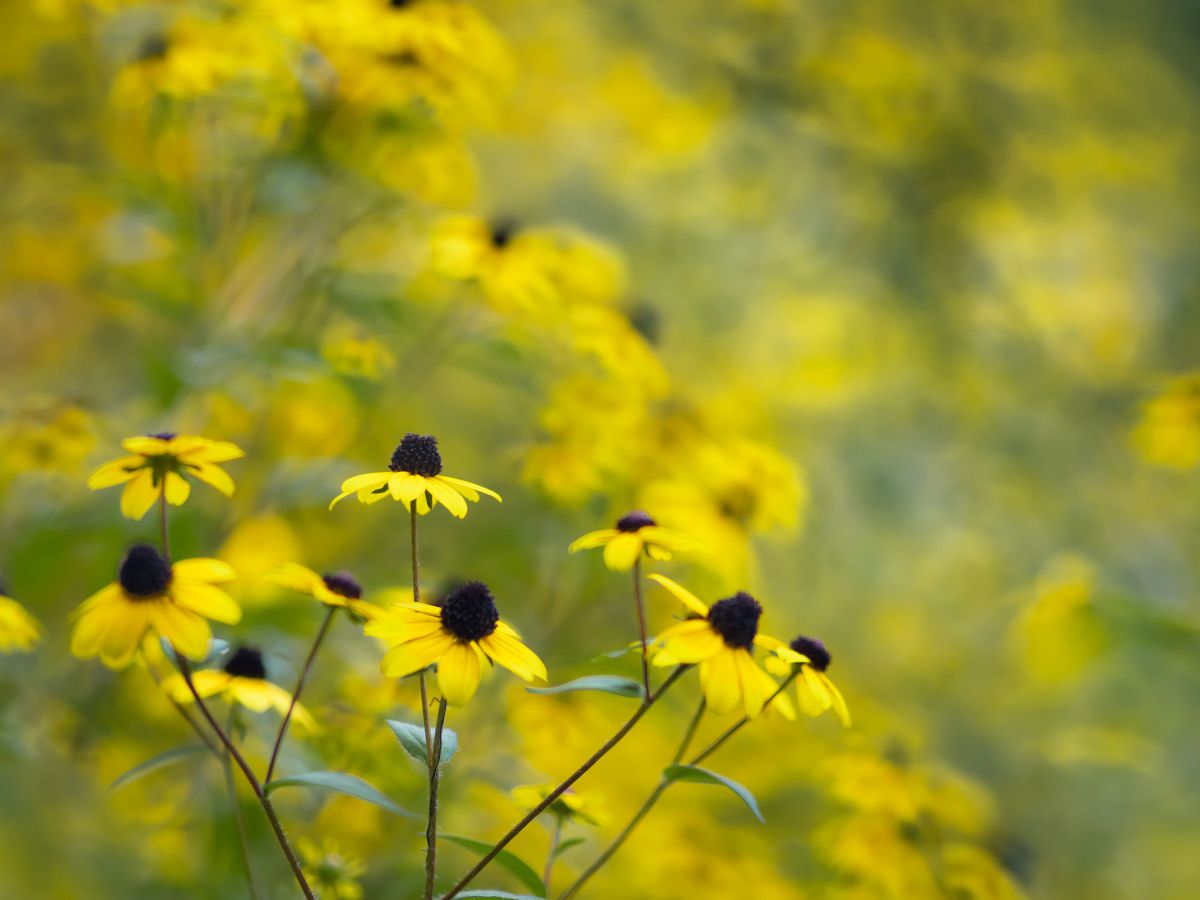 Summer Dream. | GANREF