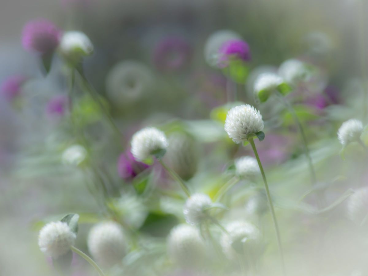 Poetic World. | GANREF