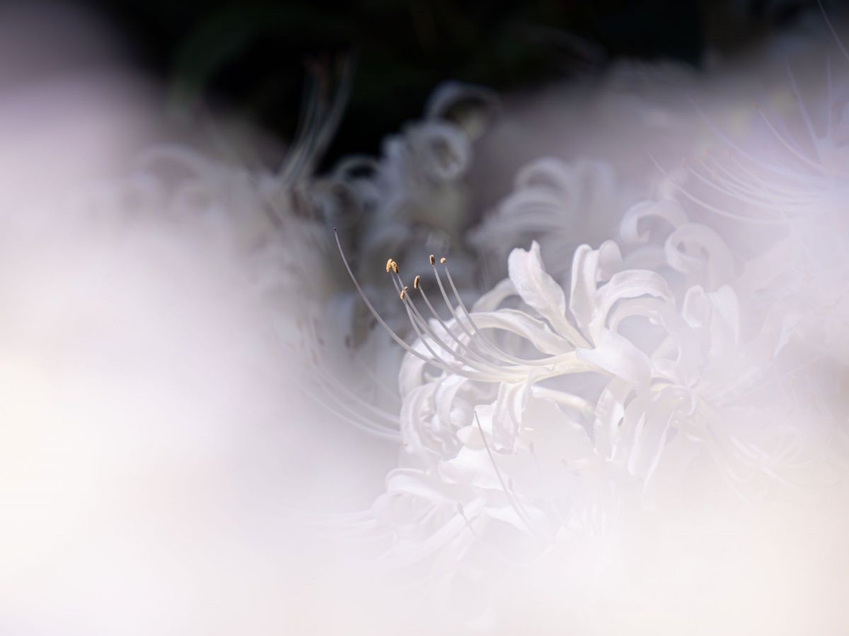 White Silence. | GANREF