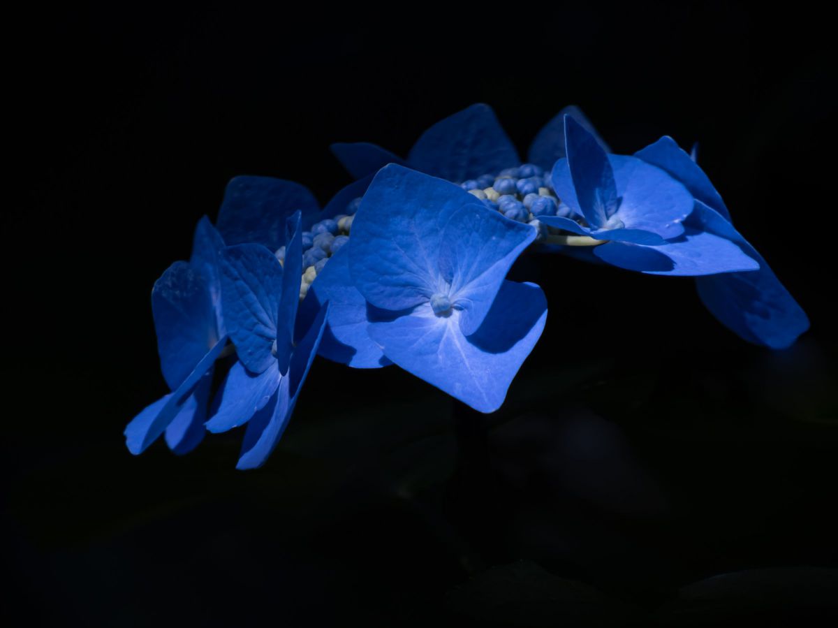 Blue Ribbon. | GANREF