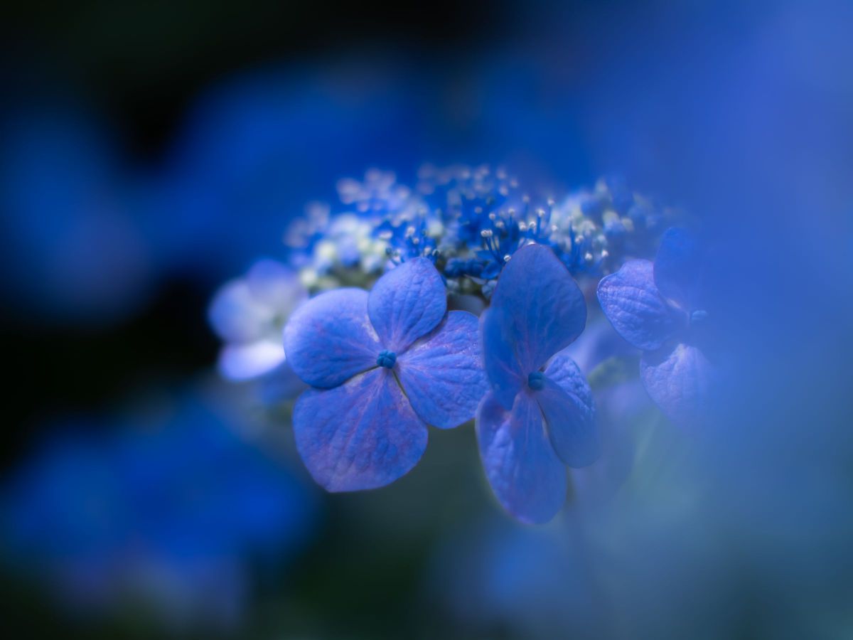 Blue Atmosphere. | GANREF