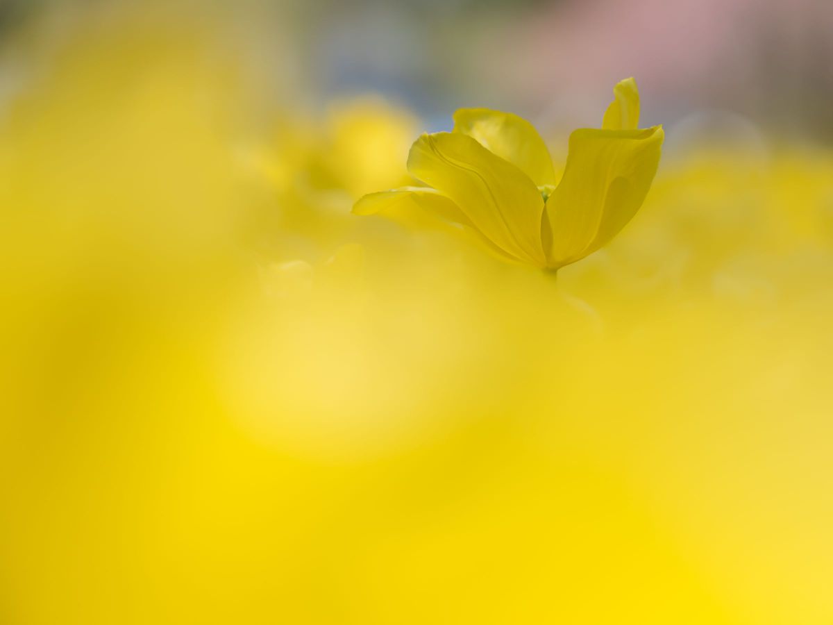 Yellow Fantasia. | GANREF