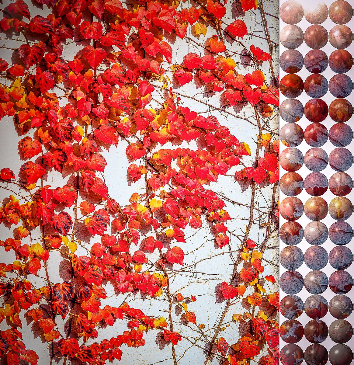 Autumn colored wall | GANREF