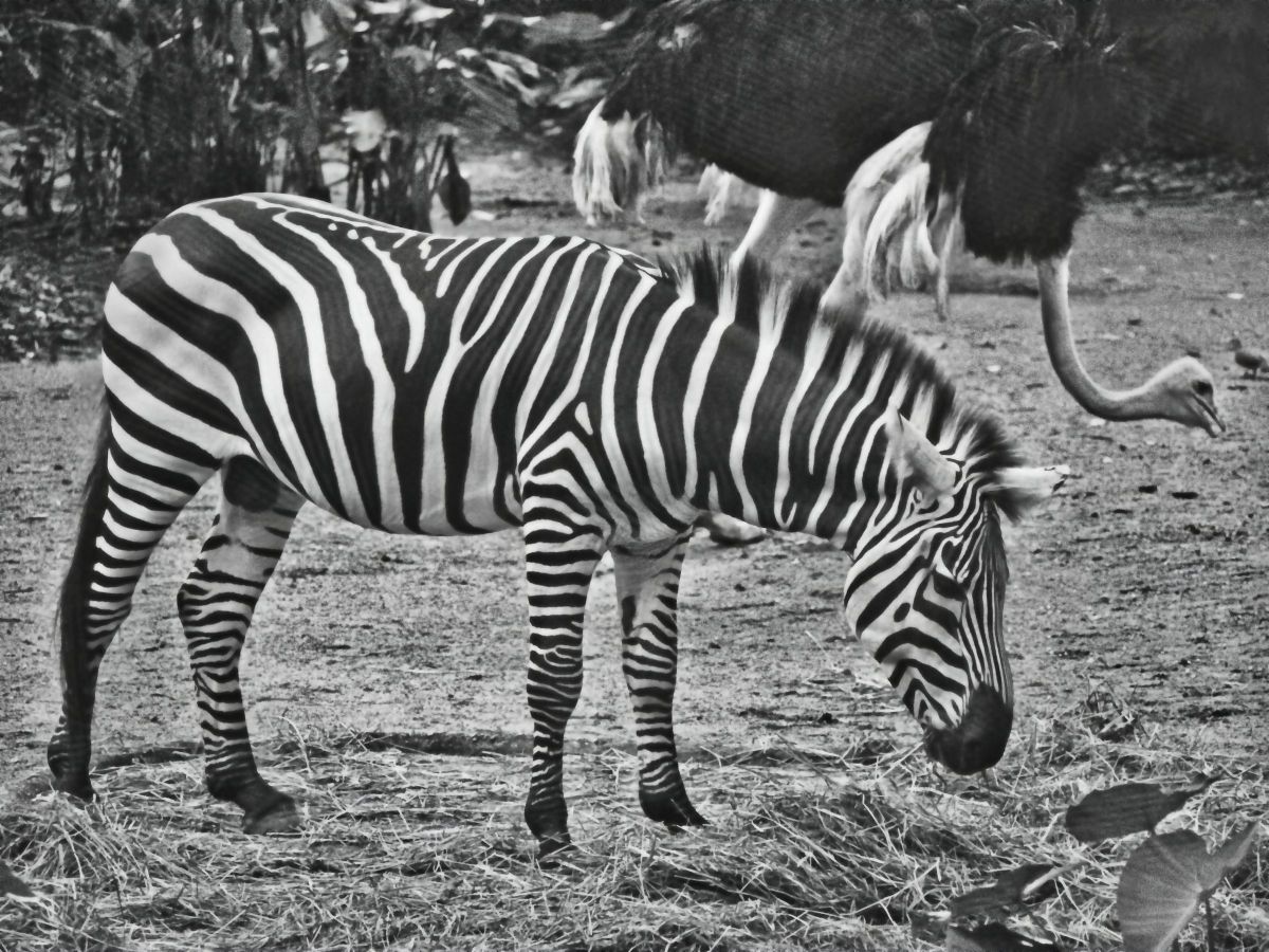 ZEBRAな気分！ | GANREF