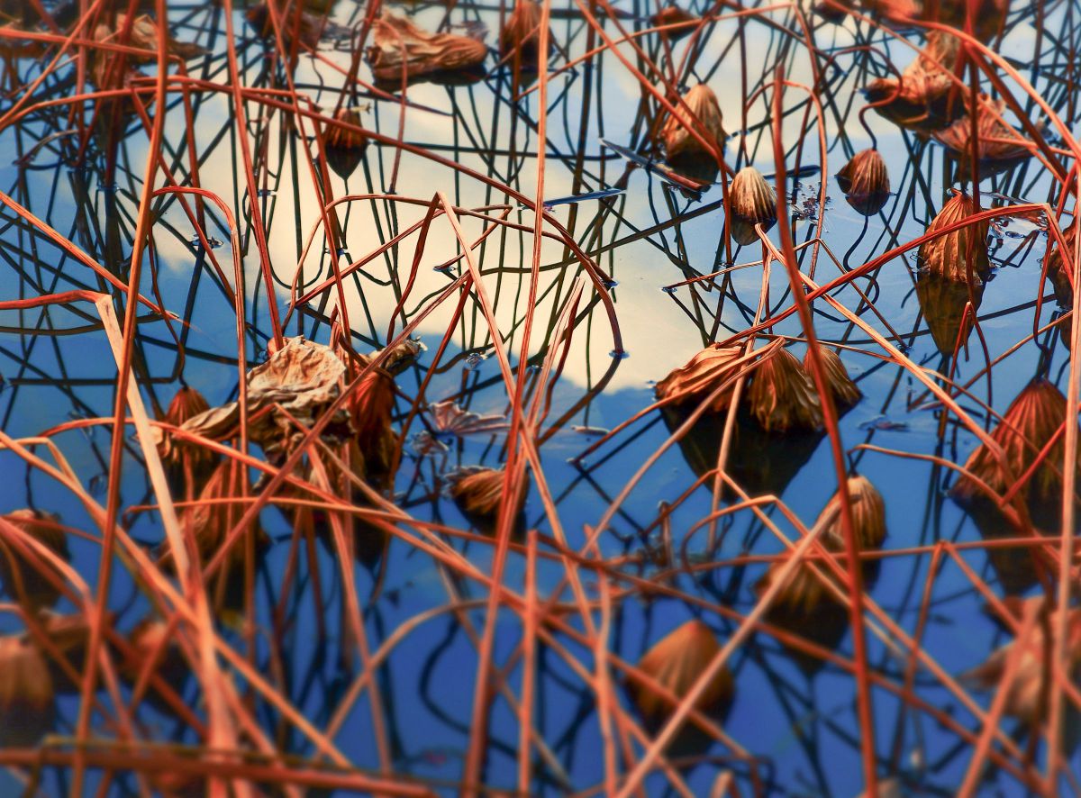 Withered Lotus | GANREF