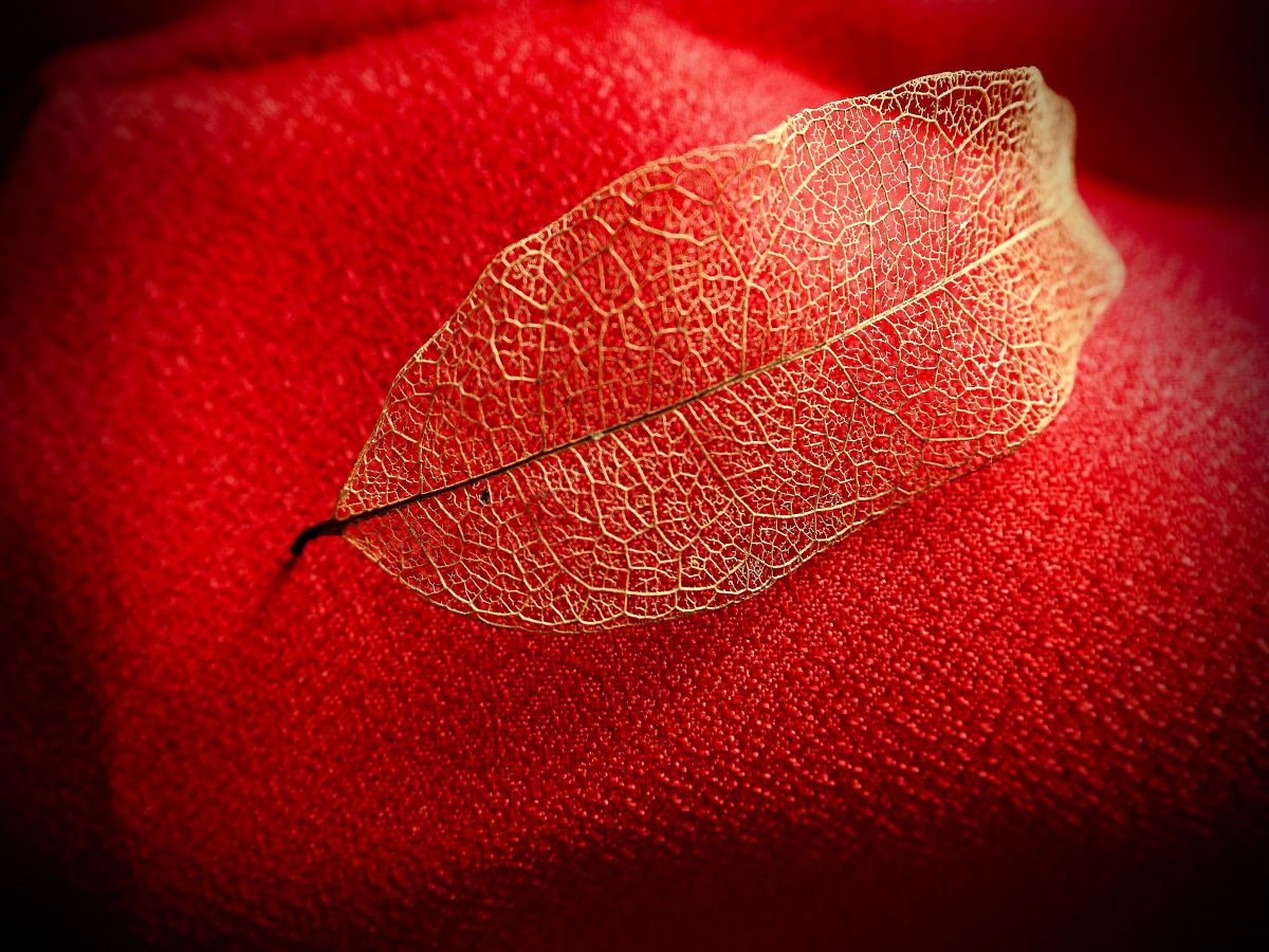 Leaf Vein | GANREF