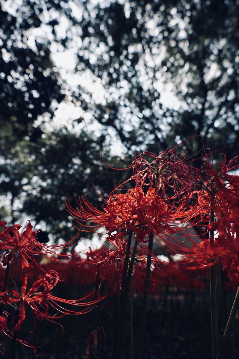 彼岸花2023 | GANREF