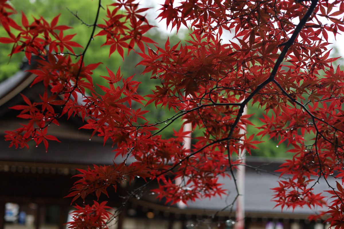 最上稲荷の紅葉 | GANREF