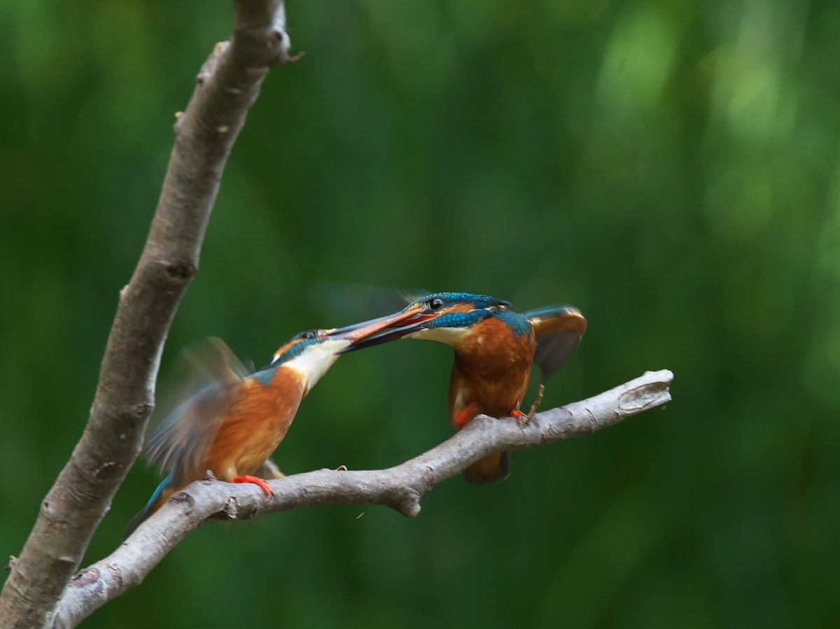 カワセミ101 | GANREF