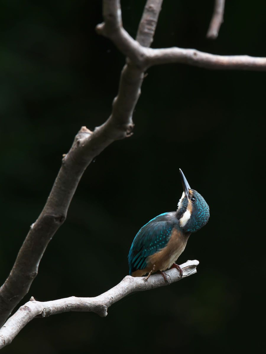 カワセミ103 | GANREF