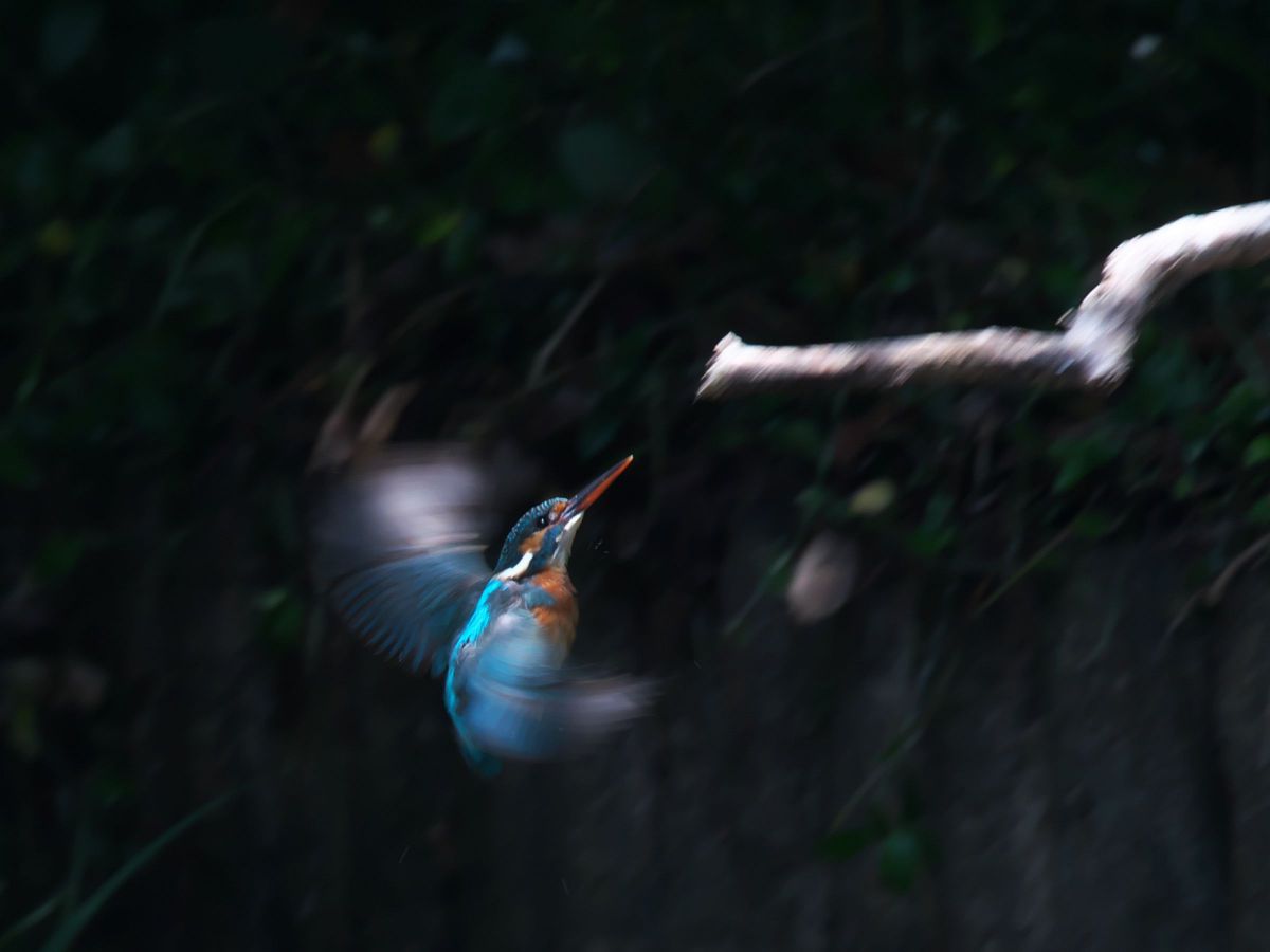 カワセミ102 | GANREF