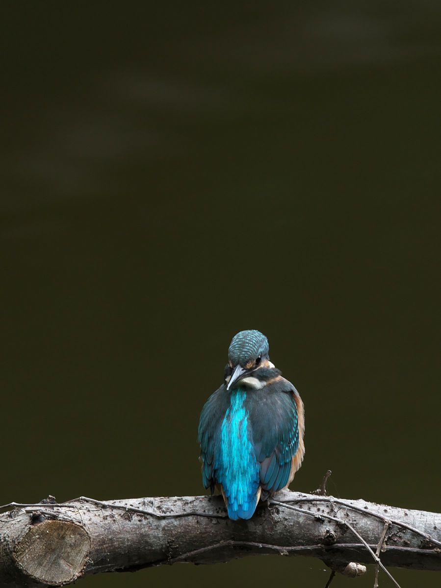 カワセミ104 | GANREF