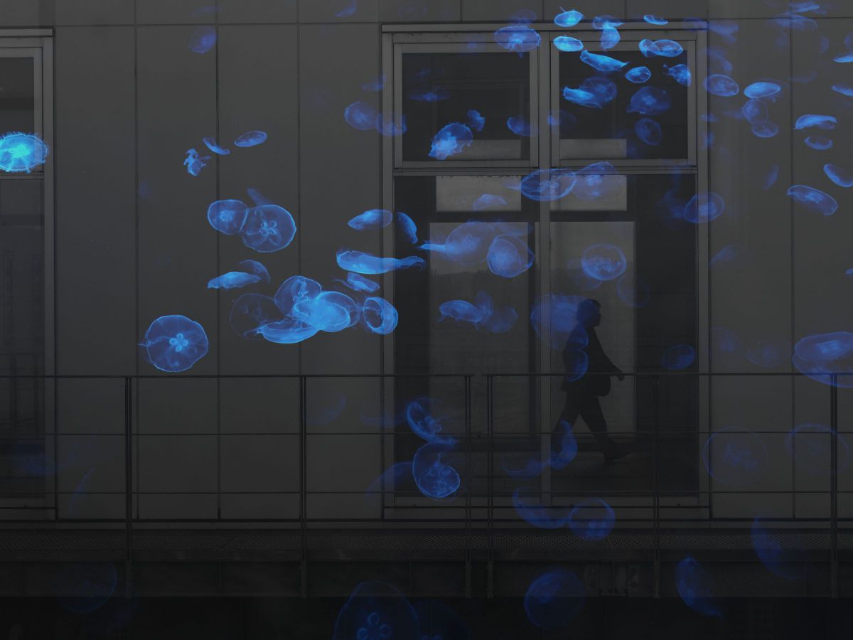 The Jellyfish Man | GANREF