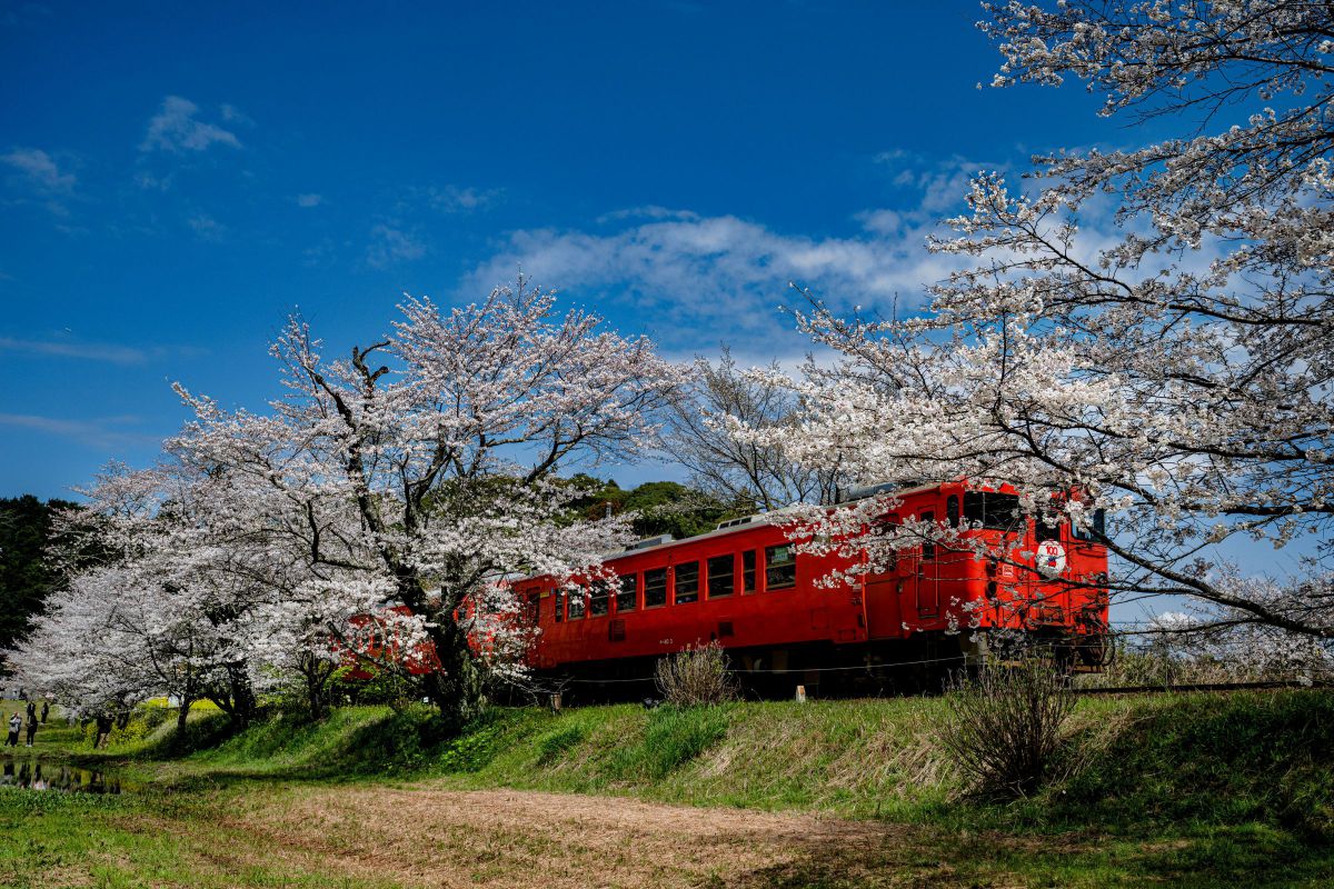 小湊鐡道讃歌 ～春色～ #6 | GANREF
