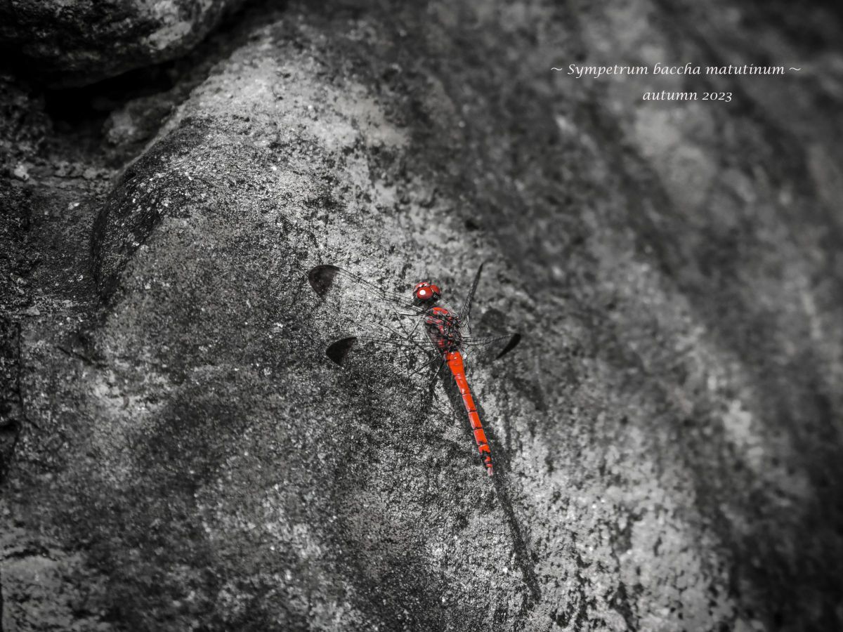 - Impressive Red - | GANREF