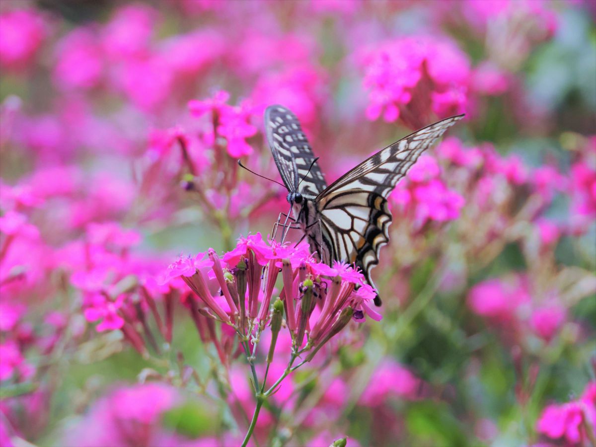 Gorgeous ～ | GANREF