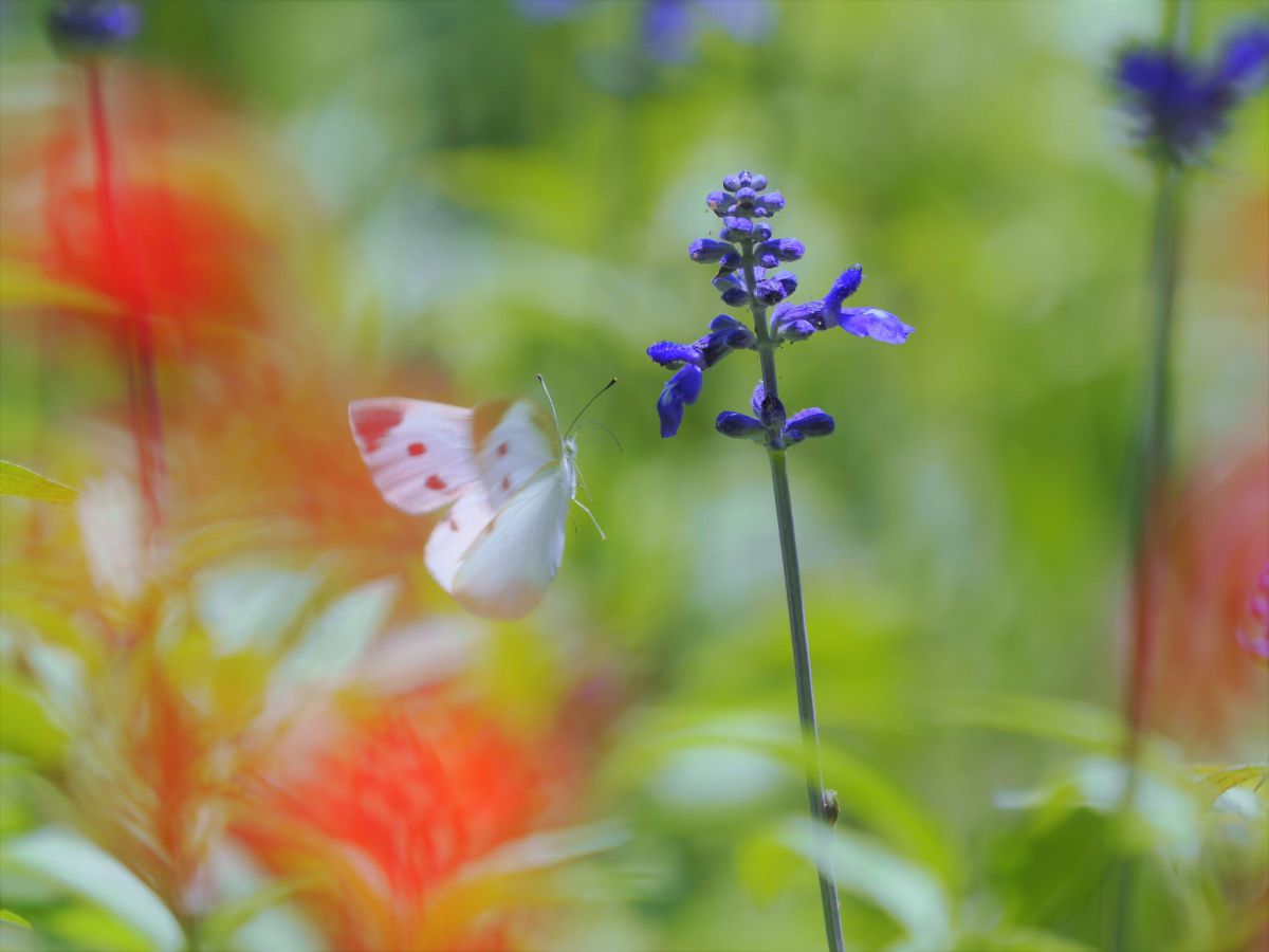 Red & Blue ～ | GANREF