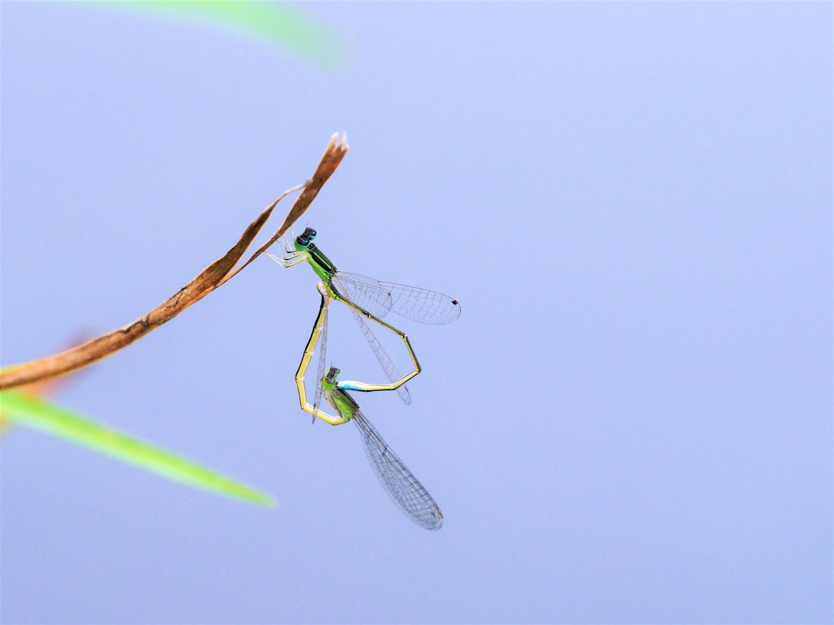 Open Heart ～ | GANREF