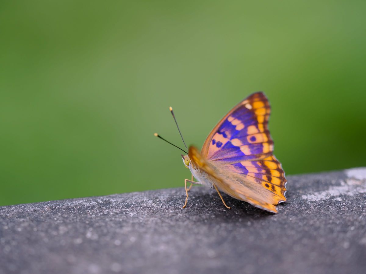 First Contact ～ | GANREF