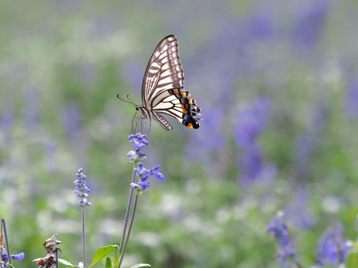 Show(小) Stage ～ | GANREF