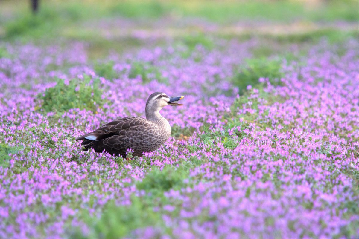 Spring has Kamo(カモ)！ ～ | GANREF