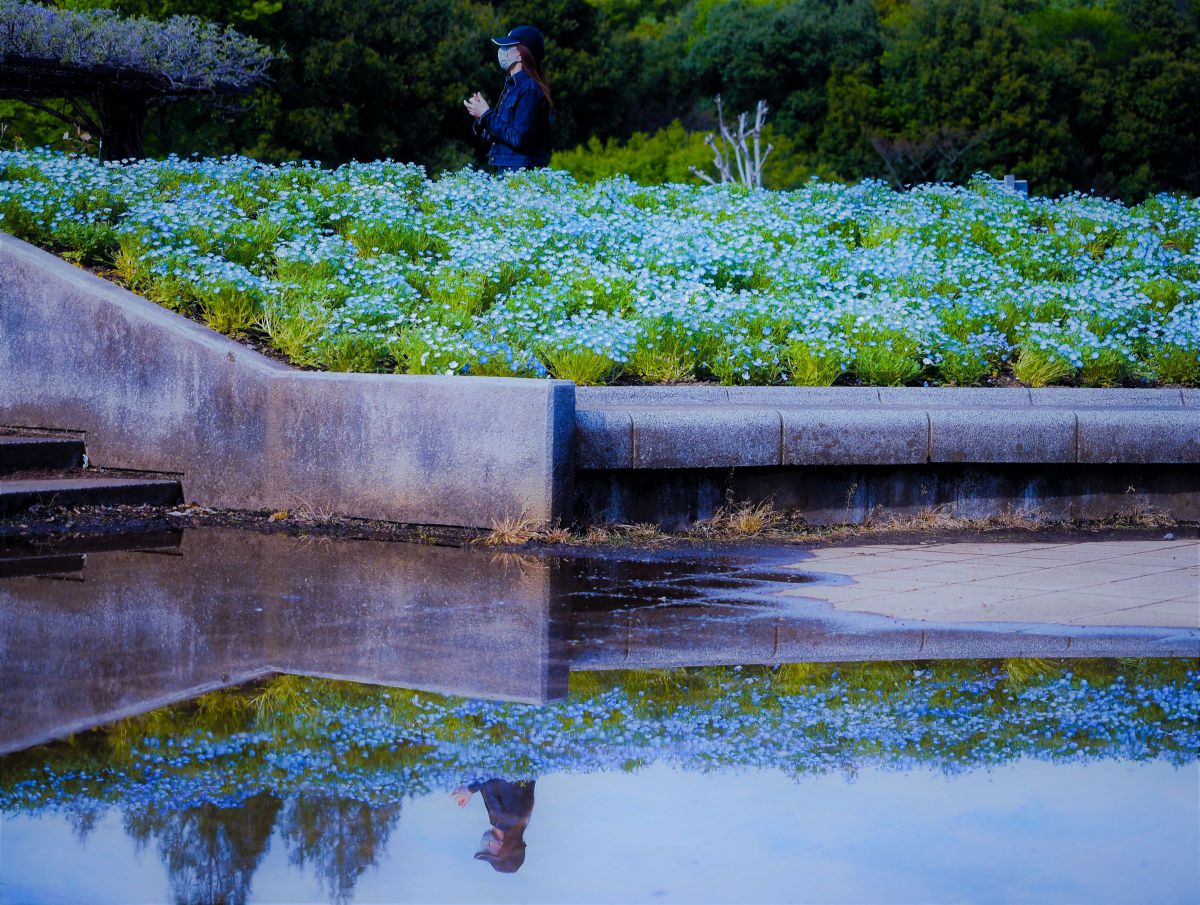 Nemophila Blue ～ | GANREF