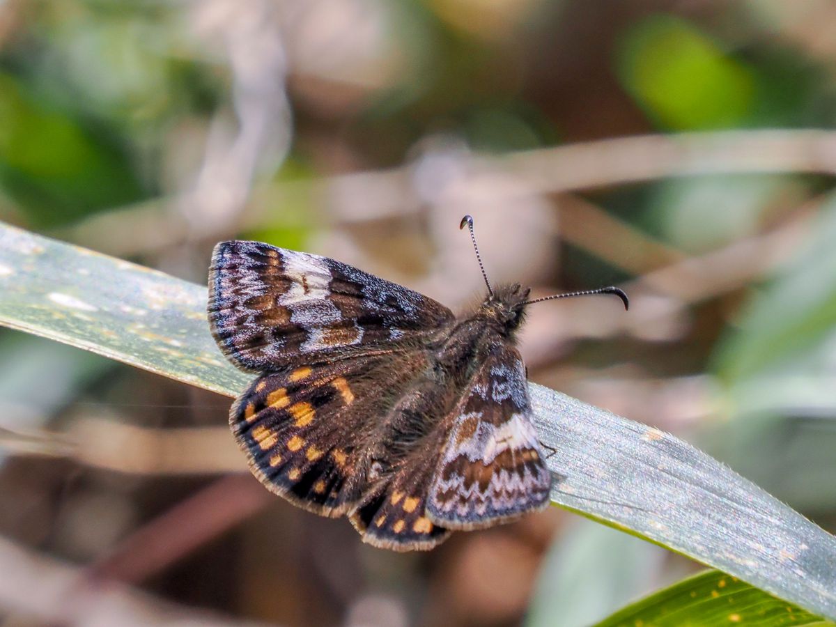 春限定(2025)さん (Ⅳ) | GANREF