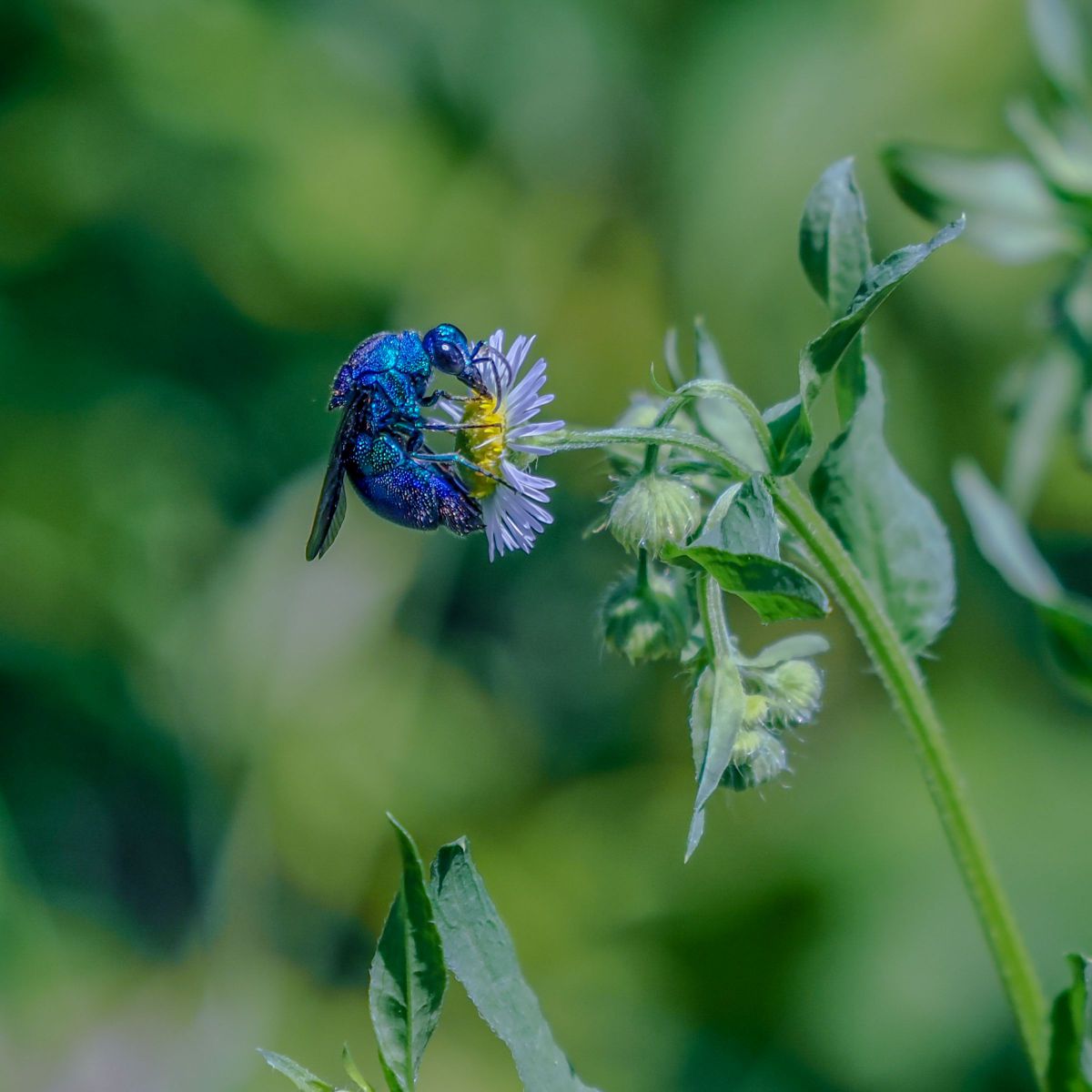 - Metalic Blue Bee - | GANREF