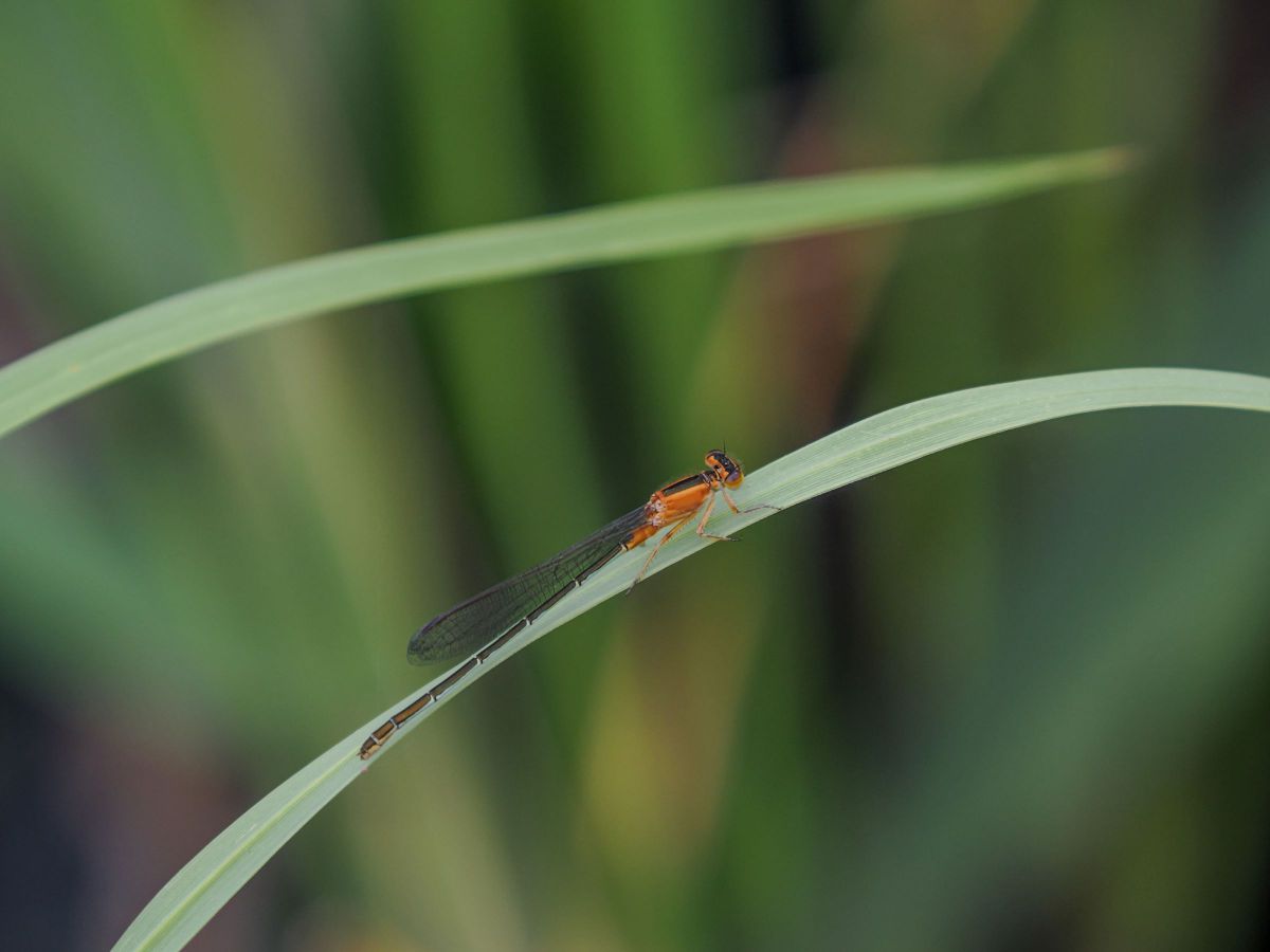 Orange Body ～ | GANREF
