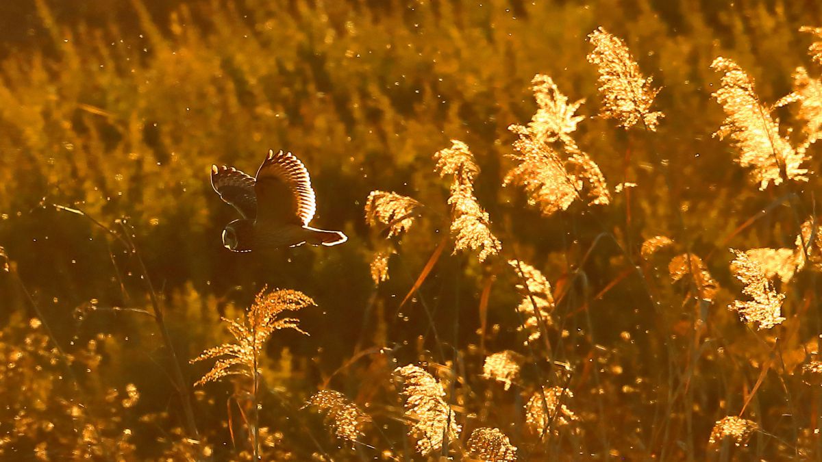 翔（Show）-⑮ | GANREF