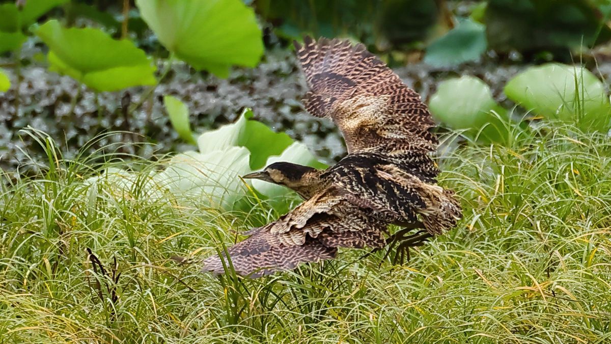 今時の沼-④ ⇒ 怪鳥現るB | GANREF