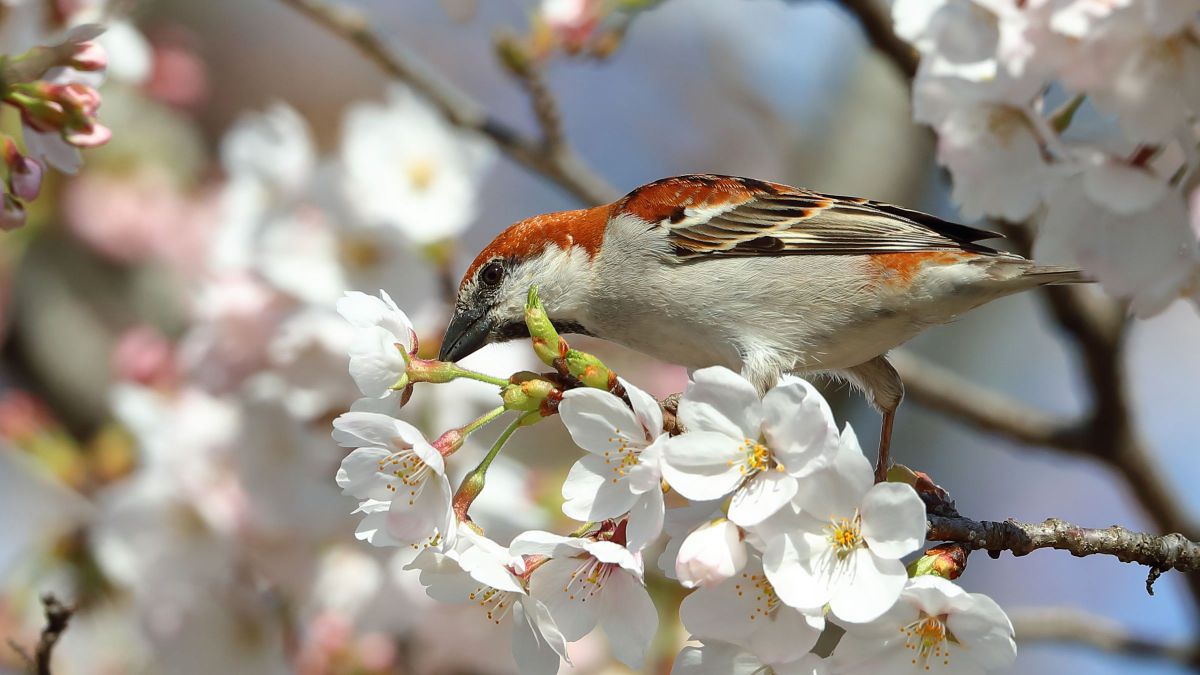 蜜を求めて-A | GANREF