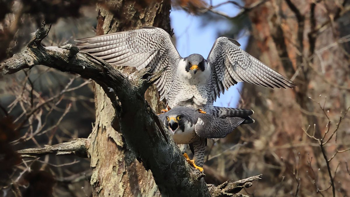 喜び - タイプB | GANREF