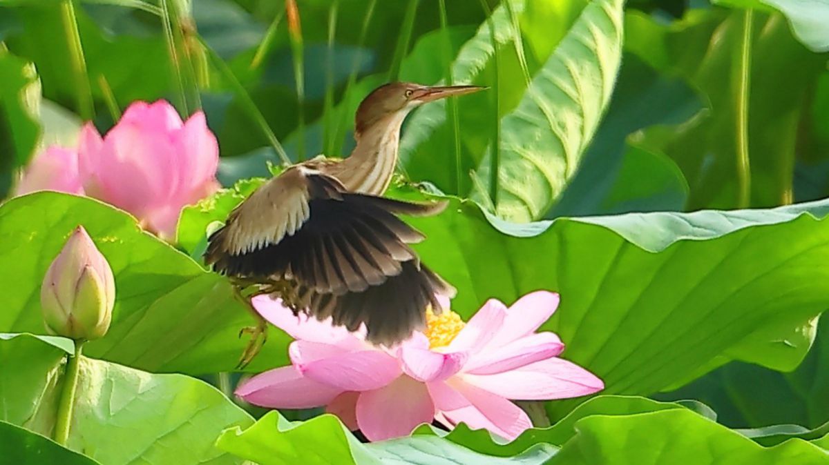 咲きました-⑧END ⇒ 余裕 | GANREF