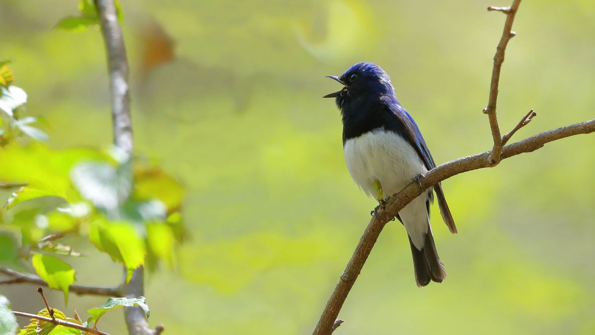 春に謳う-END | GANREF