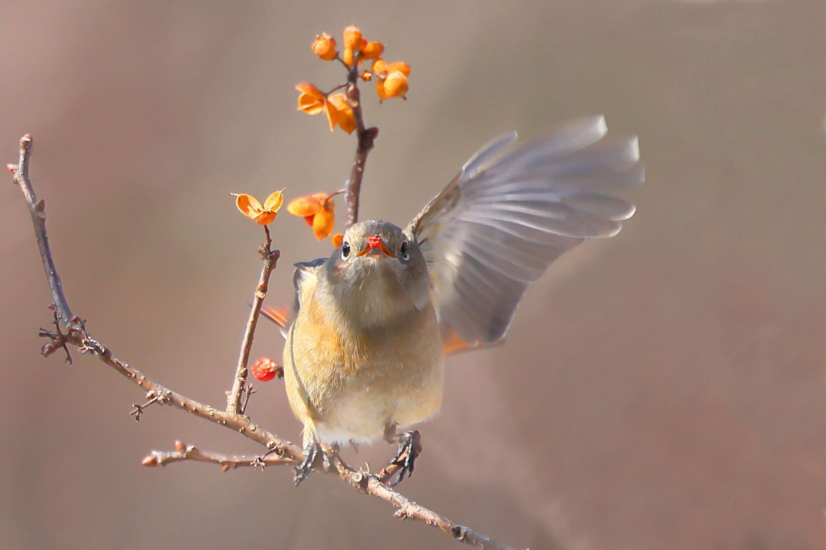 翔（Show）-⑬ | GANREF