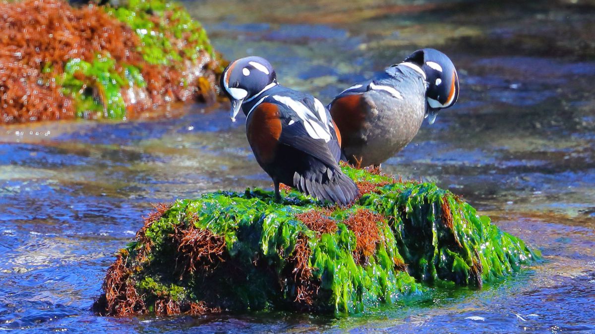 久し振りの海-B | GANREF