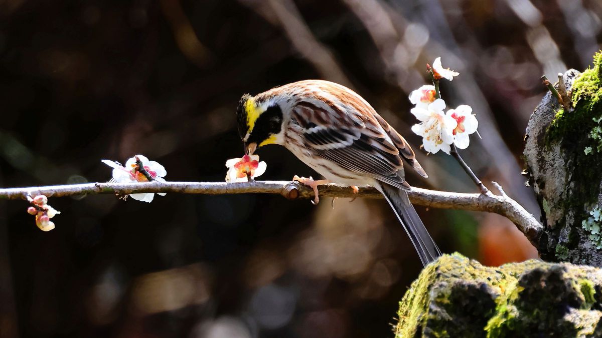 里山の春-⑧END ⇒ 一人酒 | GANREF