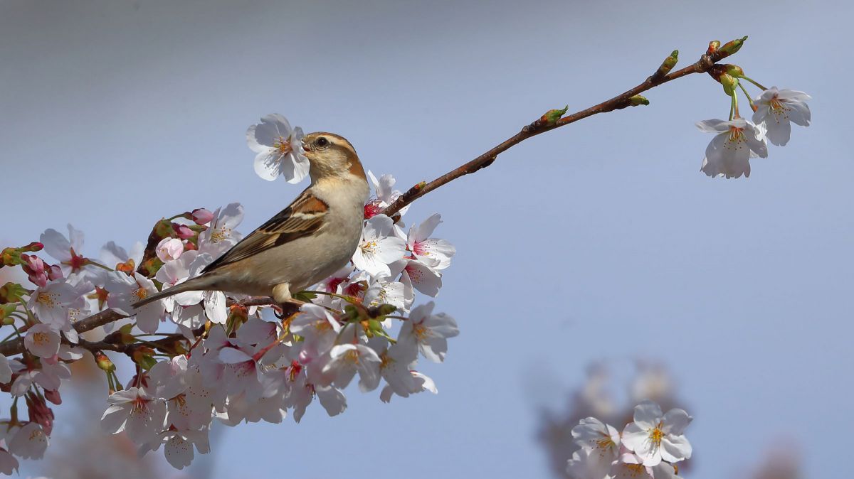 蜜を求めて-B | GANREF