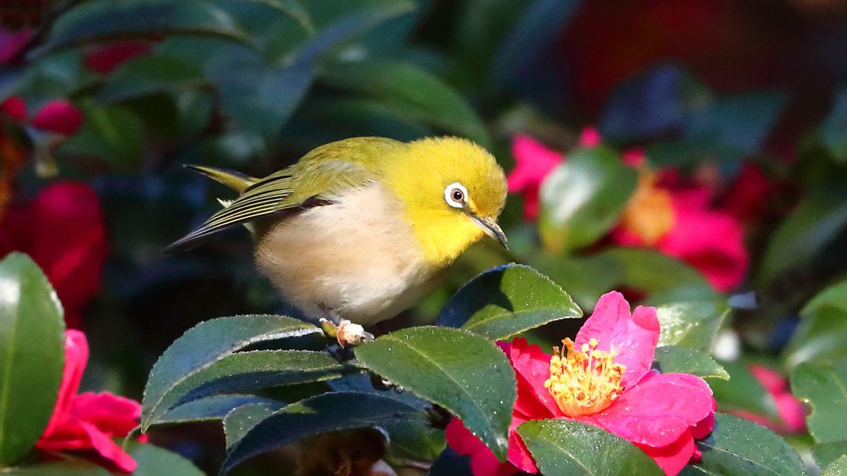 春の予感-END | GANREF