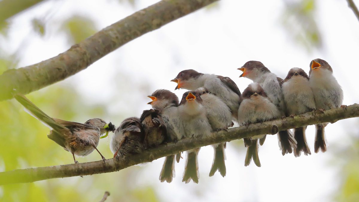 巣立ちの日-END | GANREF