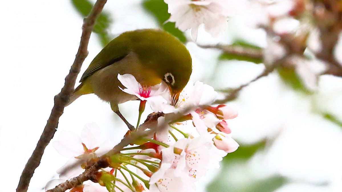 蜜を求めて-END | GANREF