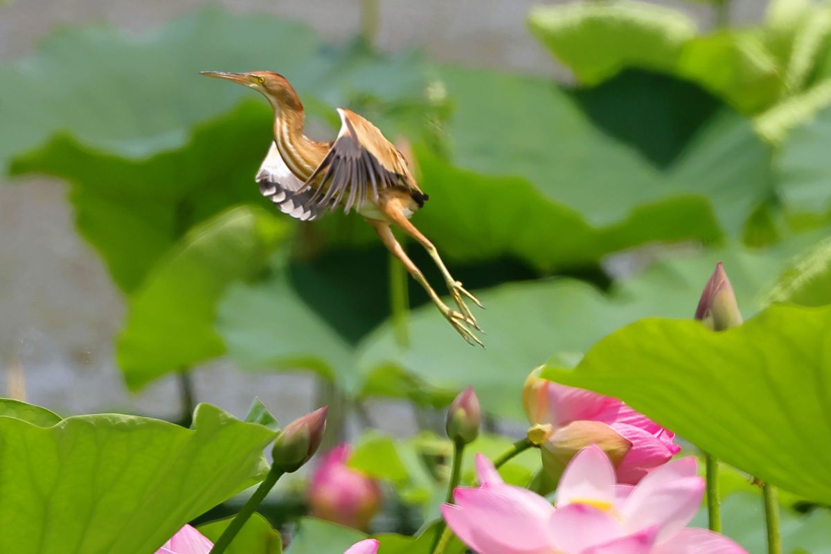 花盛り-END | GANREF