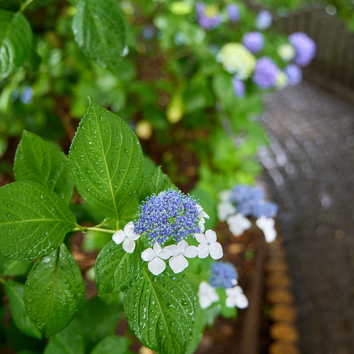 紫陽花 on a rainy day | GANREF