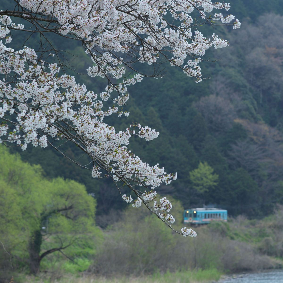 桜咲く頃 | GANREF