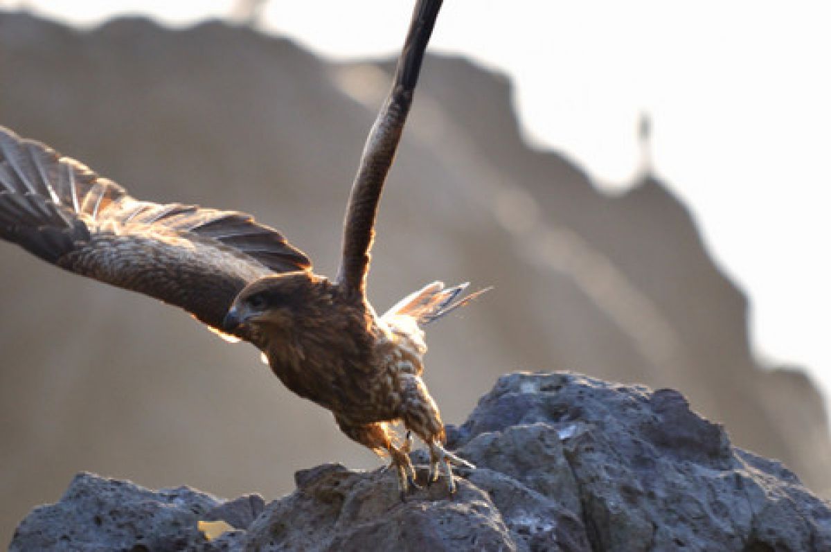 D300での使用 | GANREF