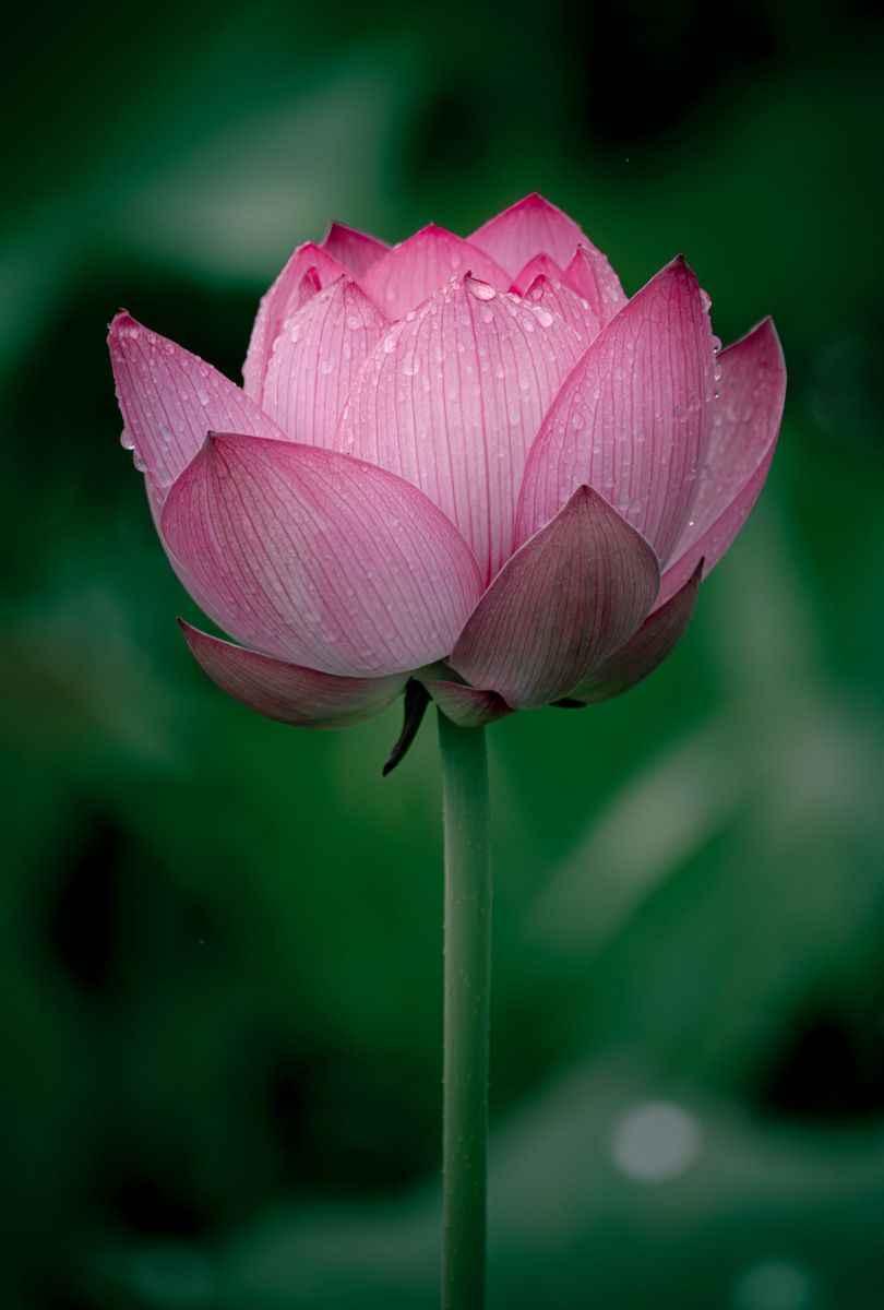 凛と咲く | GANREF