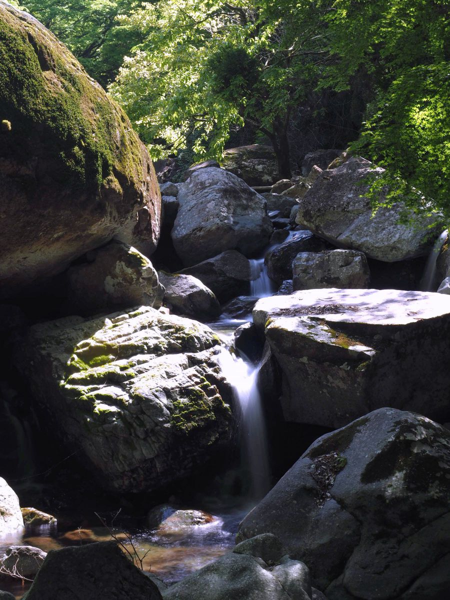 UP ⬆️ ONLY | GANREF